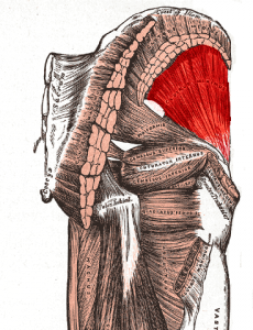Buttocks Anatomy 101 – Glute Muscles Explained - The Better Butt Challenge