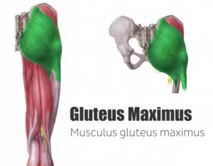 Buttocks Anatomy 101 – Glute Muscles Explained - The Better Butt Challenge